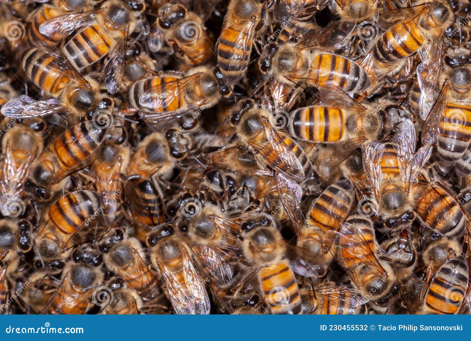 Pattern Of Apis Dorsata Bees On Honeycomb Royalty-Free Stock Image ...