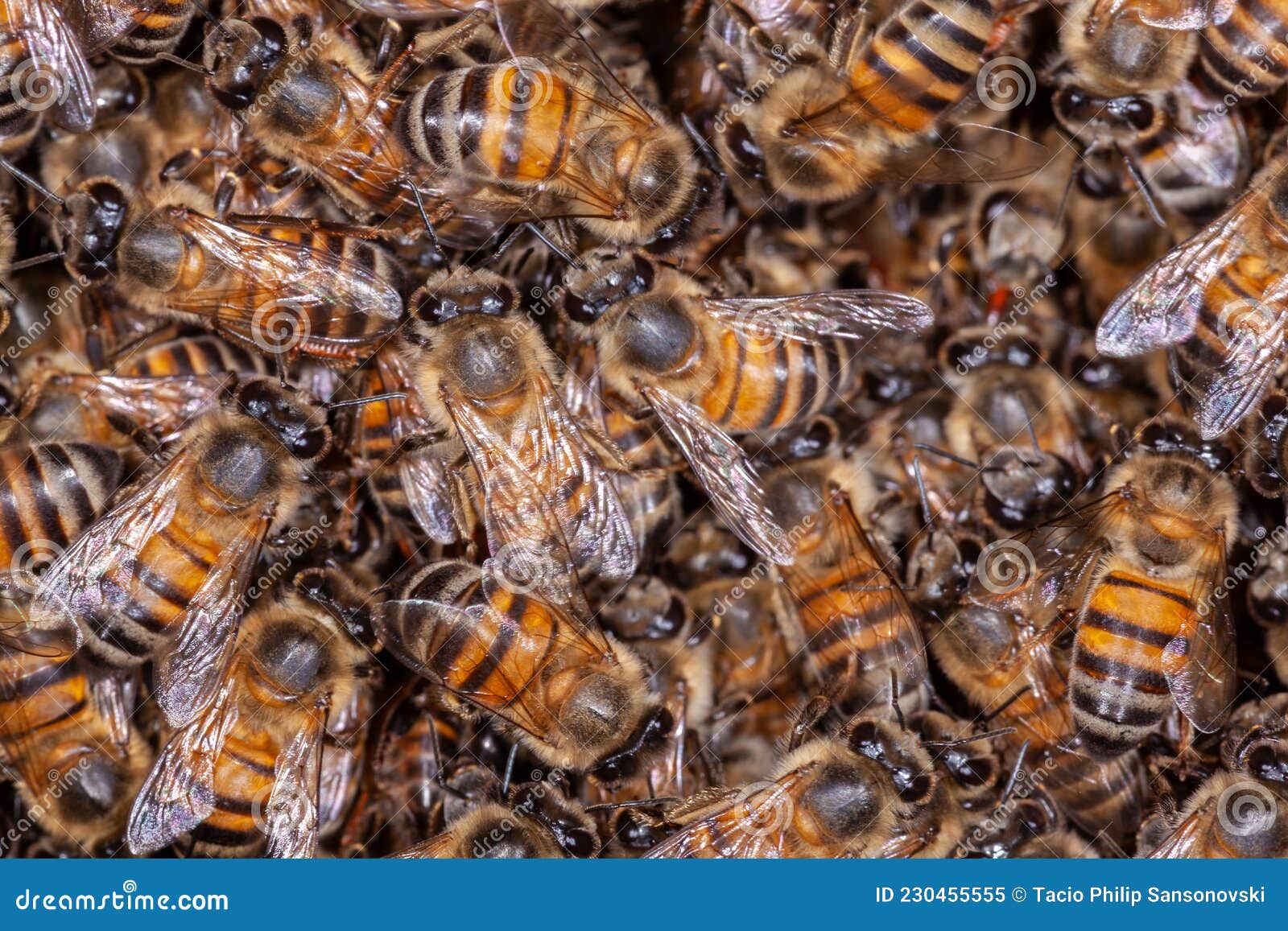 Pattern Of Apis Dorsata Bees On Honeycomb Royalty-Free Stock Image ...