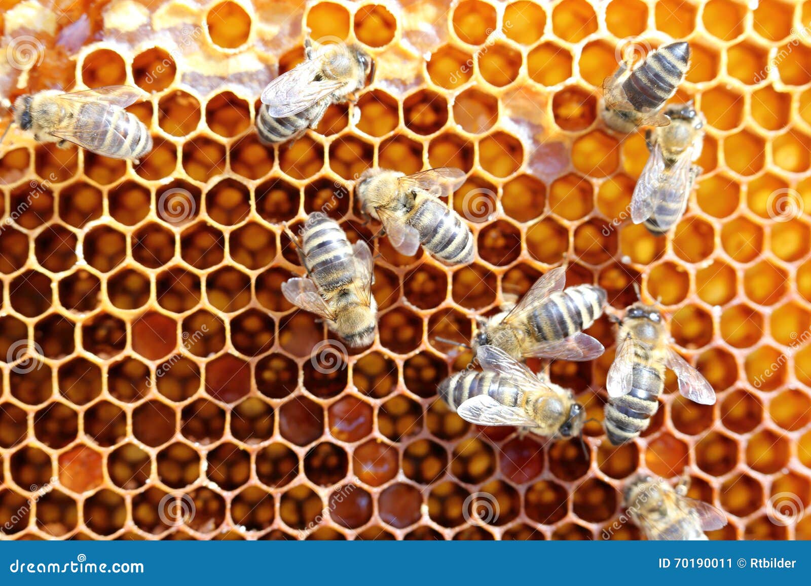 A lot of honey bees stock image. Image of sweet, hexagon - 70190011