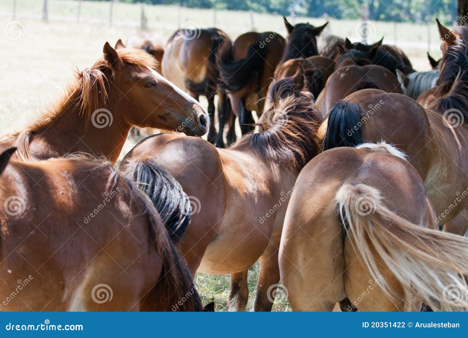 A lot of horses stock photo. Image of mares, animal, domestic - 20351422