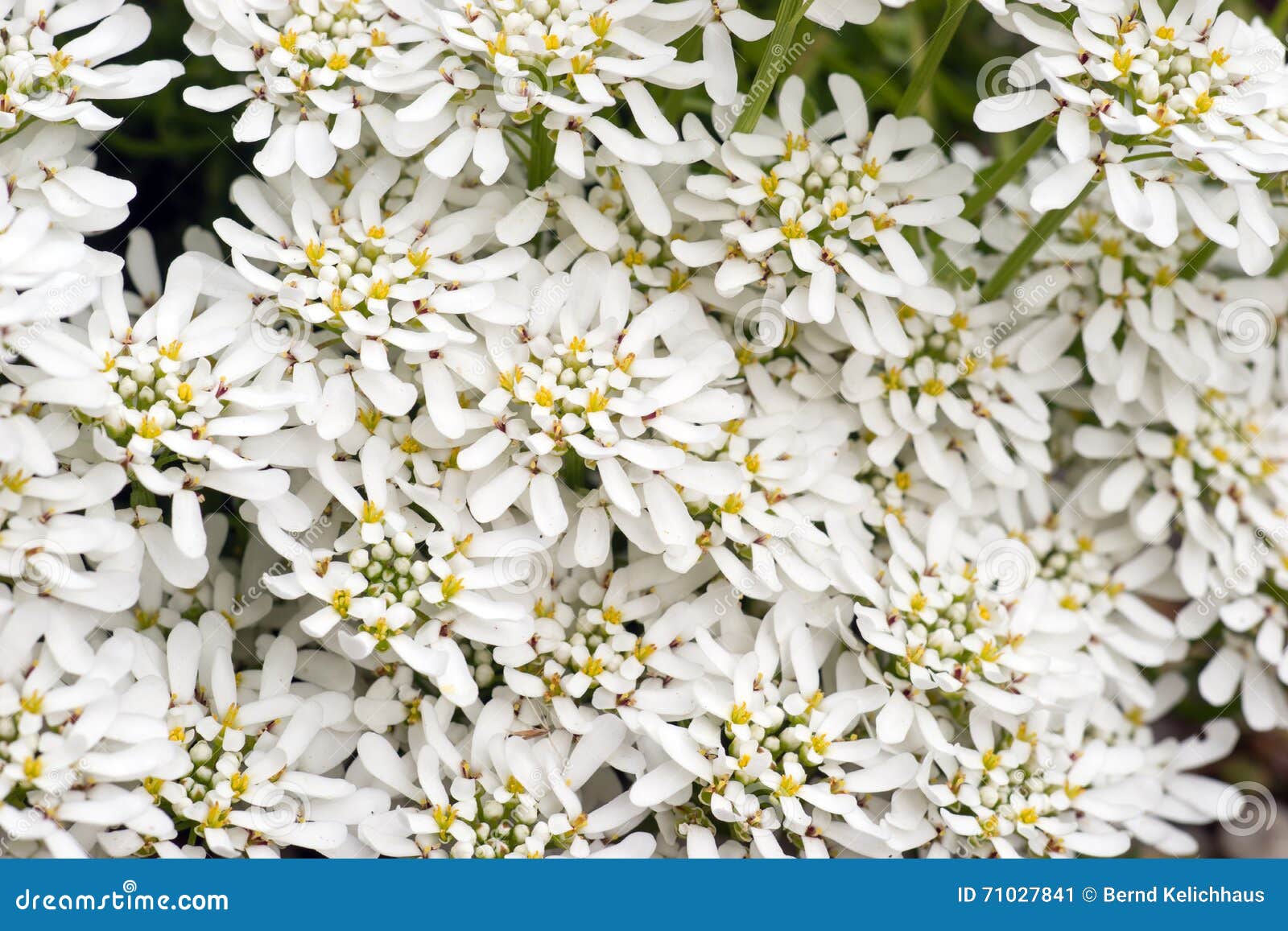 A Lot of Iberis Sempervirens Snowflake Flowers Stock Image - Image of ...