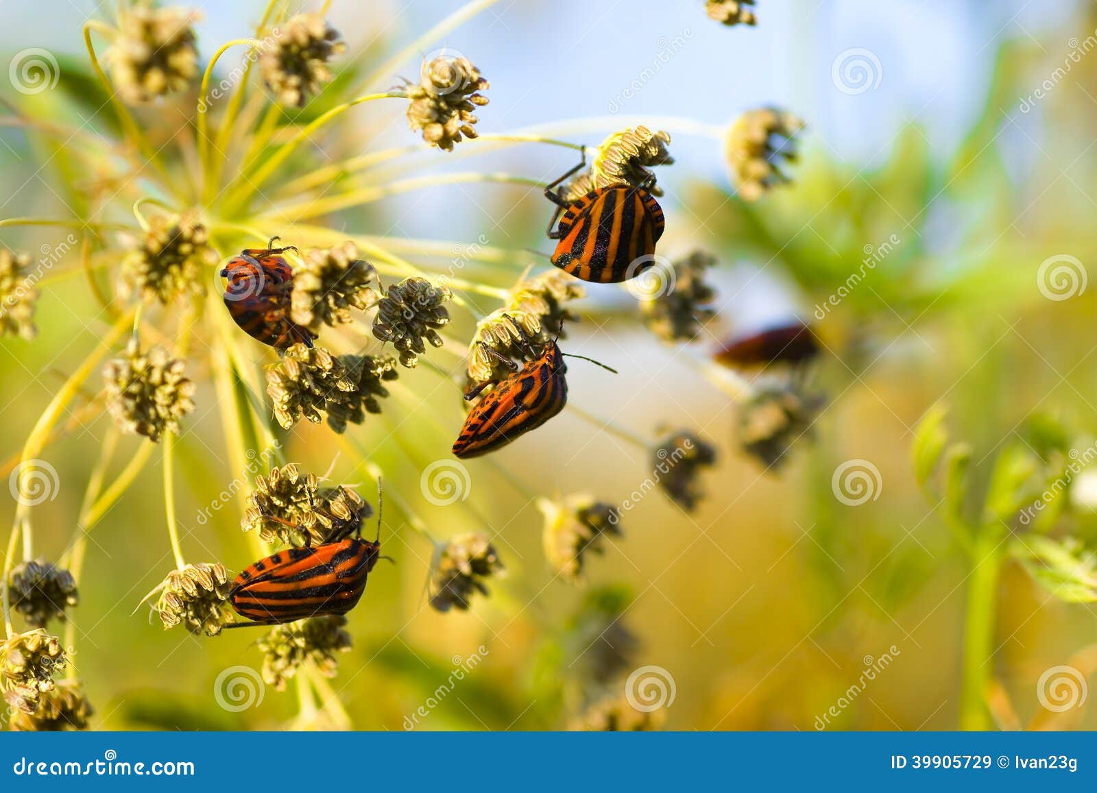 LOT of INSECTS stock image. Image of body, community - 39905729