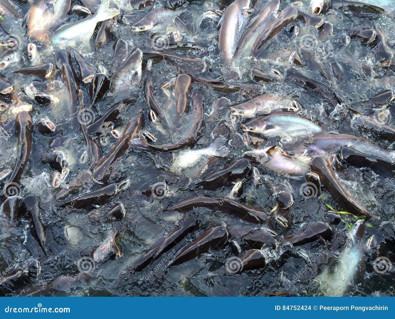 Lot of Iridescent shark stock photo. Image of river, animal - 84752424