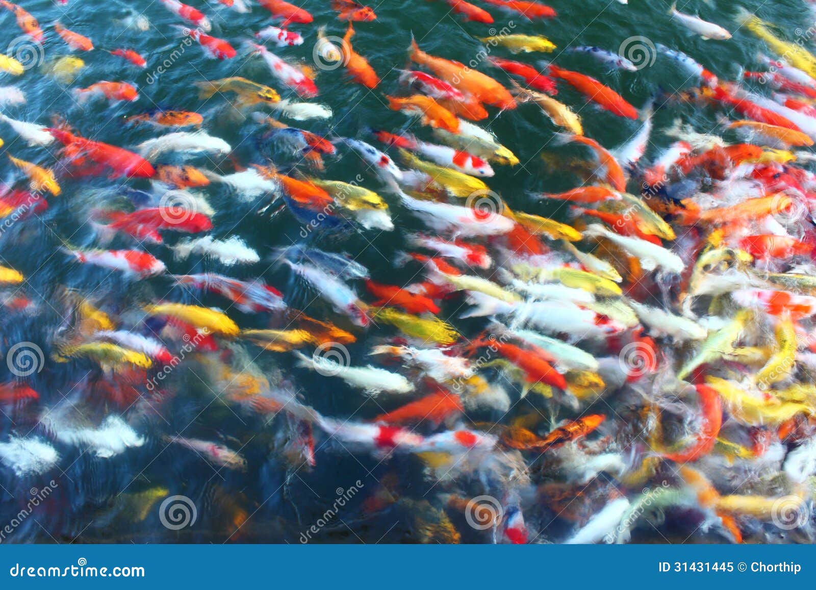 A lot of Koi fish stock image. Image of swimimg, culture - 31431445
