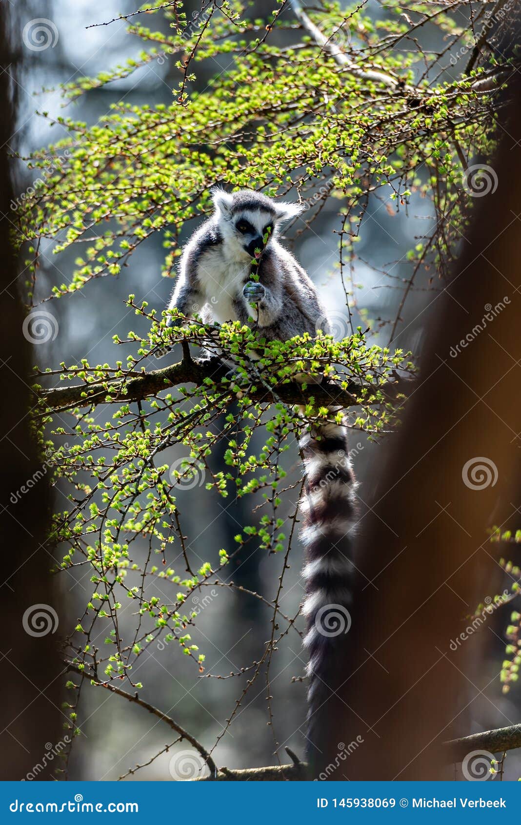 A Lot of Lemur Catta in a Tree Stock Image - Image of green, nature ...
