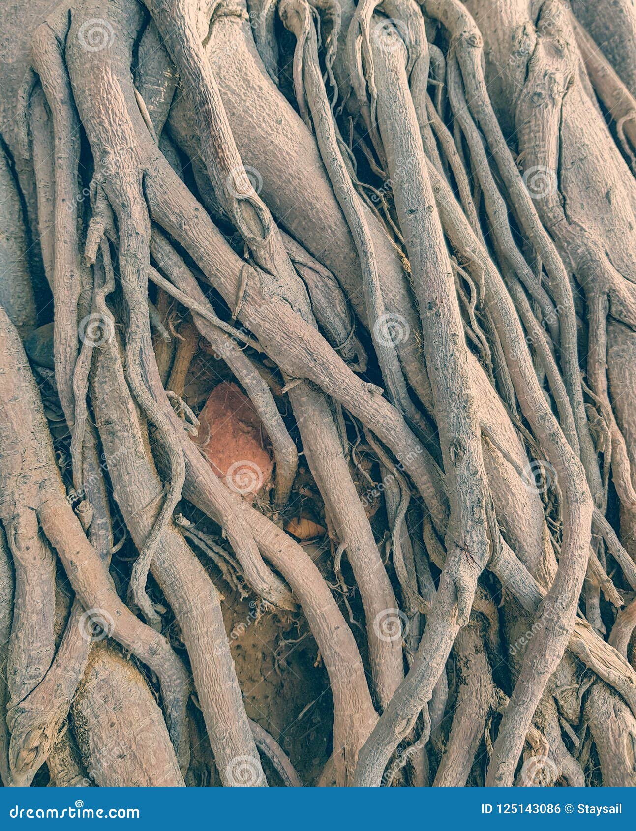 A Lot of Lines Intertwining Roots of the Tree. Stock Photo - Image of ...