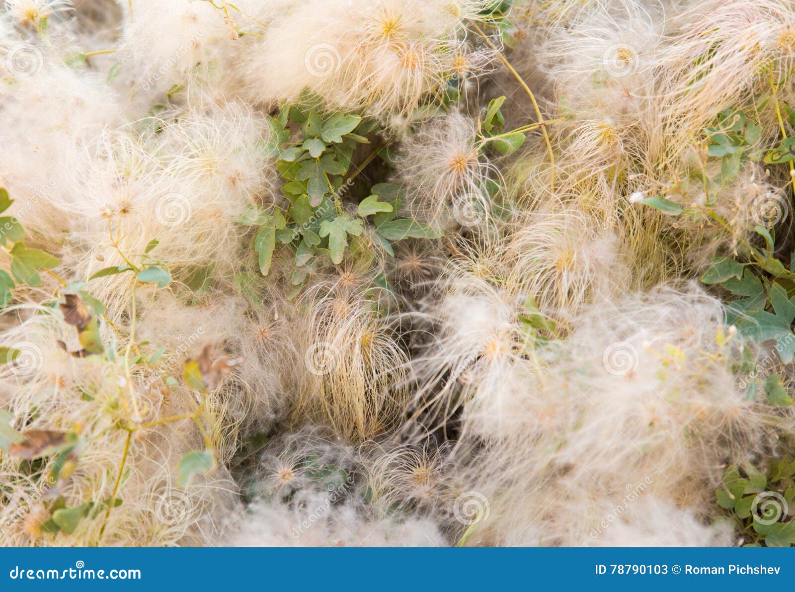 Lot of lint on tree stock image. Image of colorful, nature - 78790103