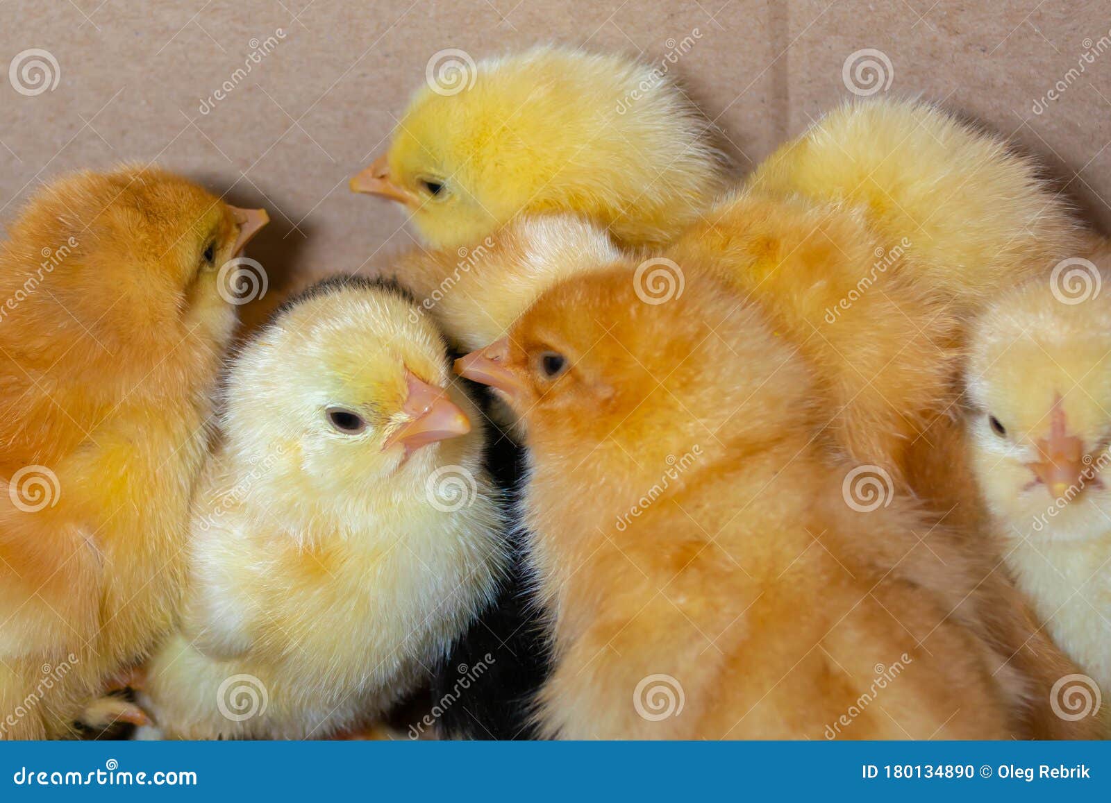 A Lot of Little Chickens Close Up Stock Photo - Image of fluffy, flare ...