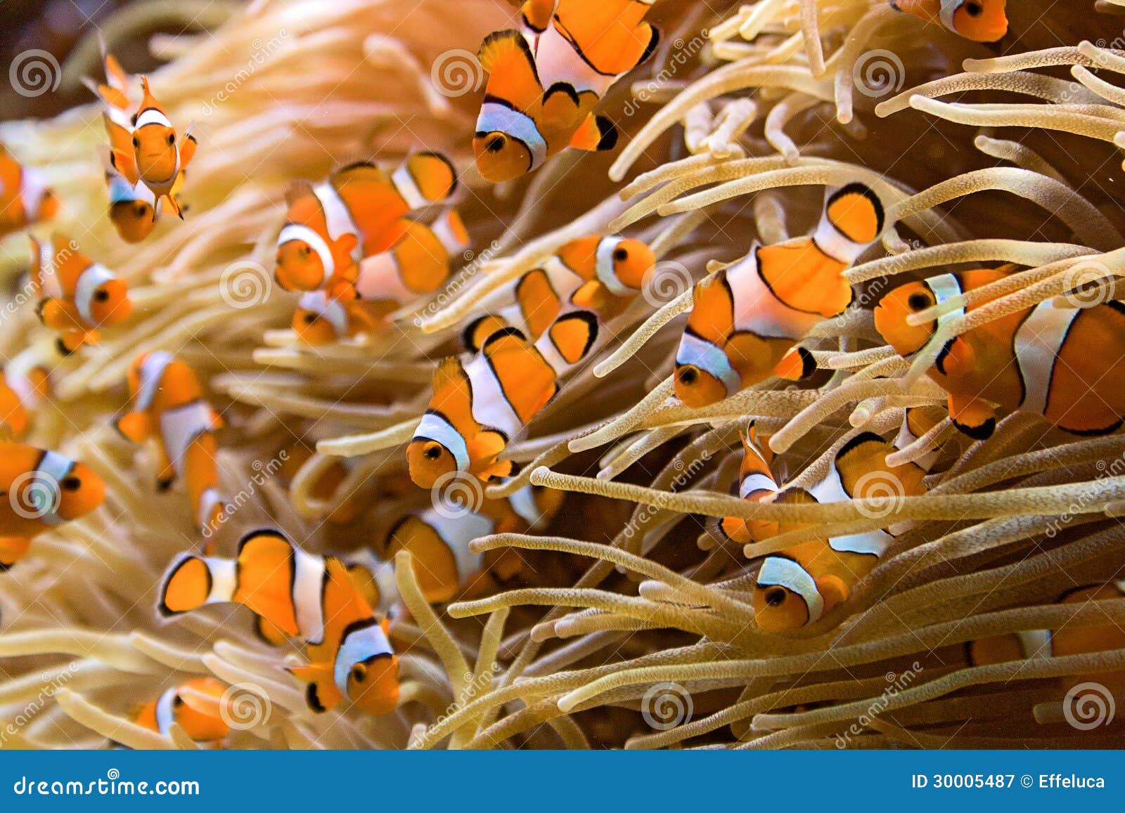 Clownfishes stock image. Image of coral, dive, egypt - 30005487