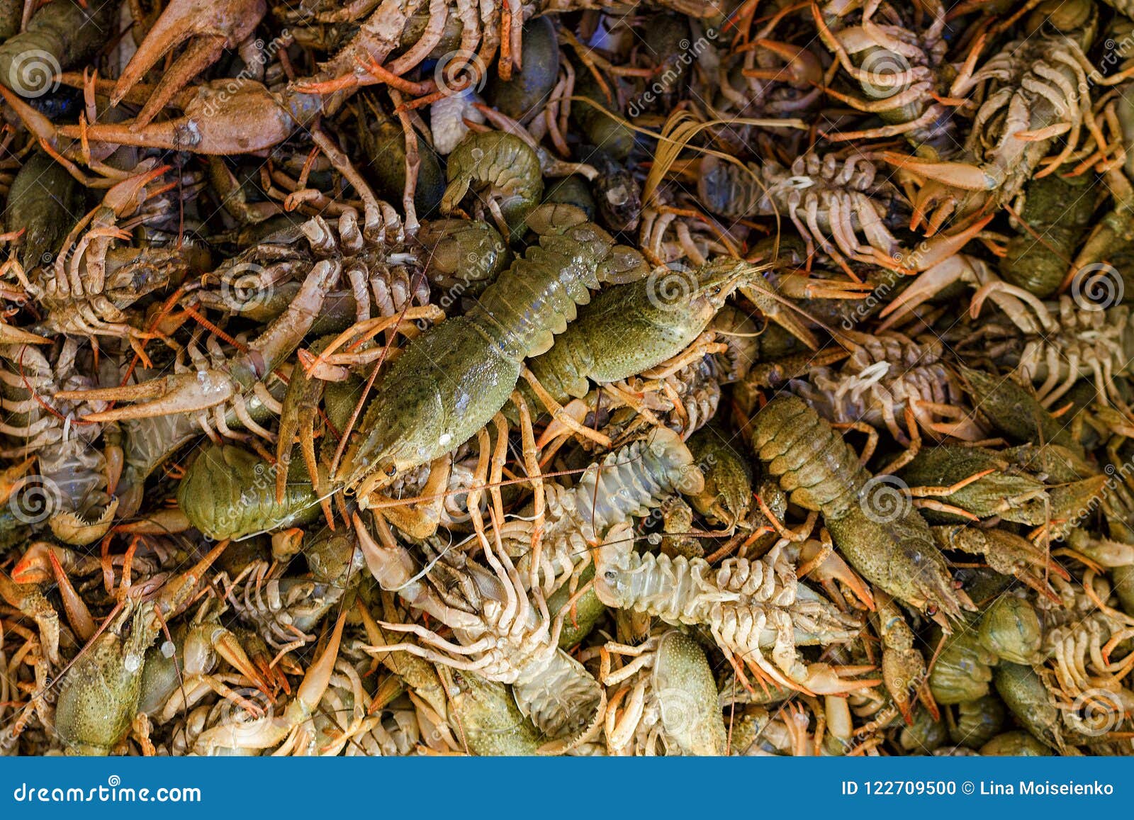 A Lot of Live Crayfish in a Box Close Up. Stock Photo - Image of crab ...