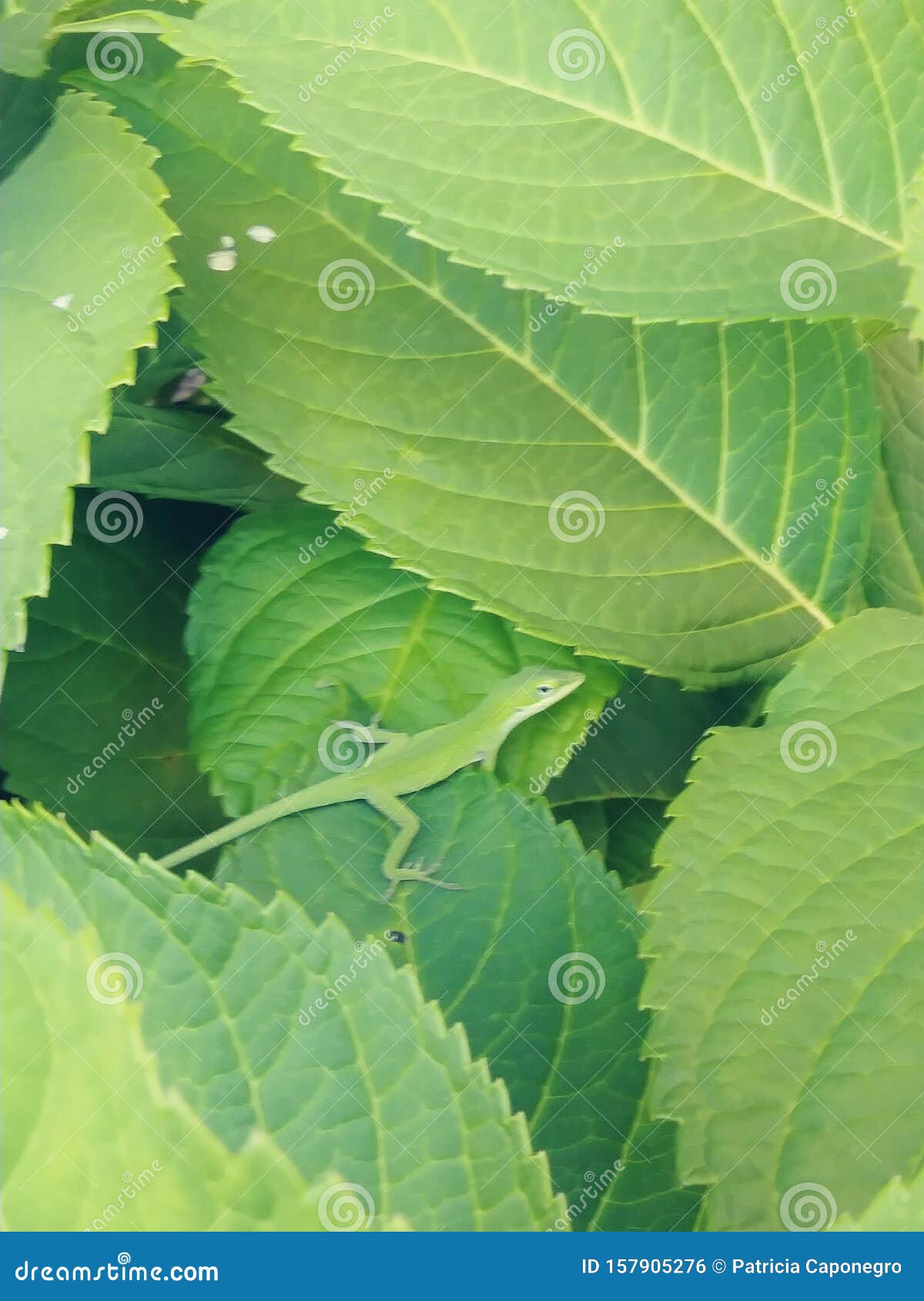 Lot lizard stock photo. Image of hydrangeas, skink, lizard - 157905276