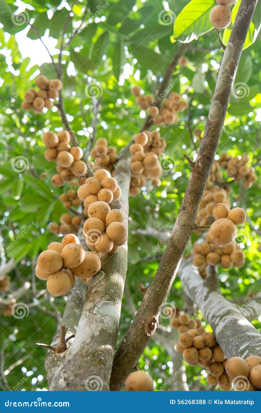 Lot of Longkong on the Tree - Thai Fruit Stock Photo - Image of ...