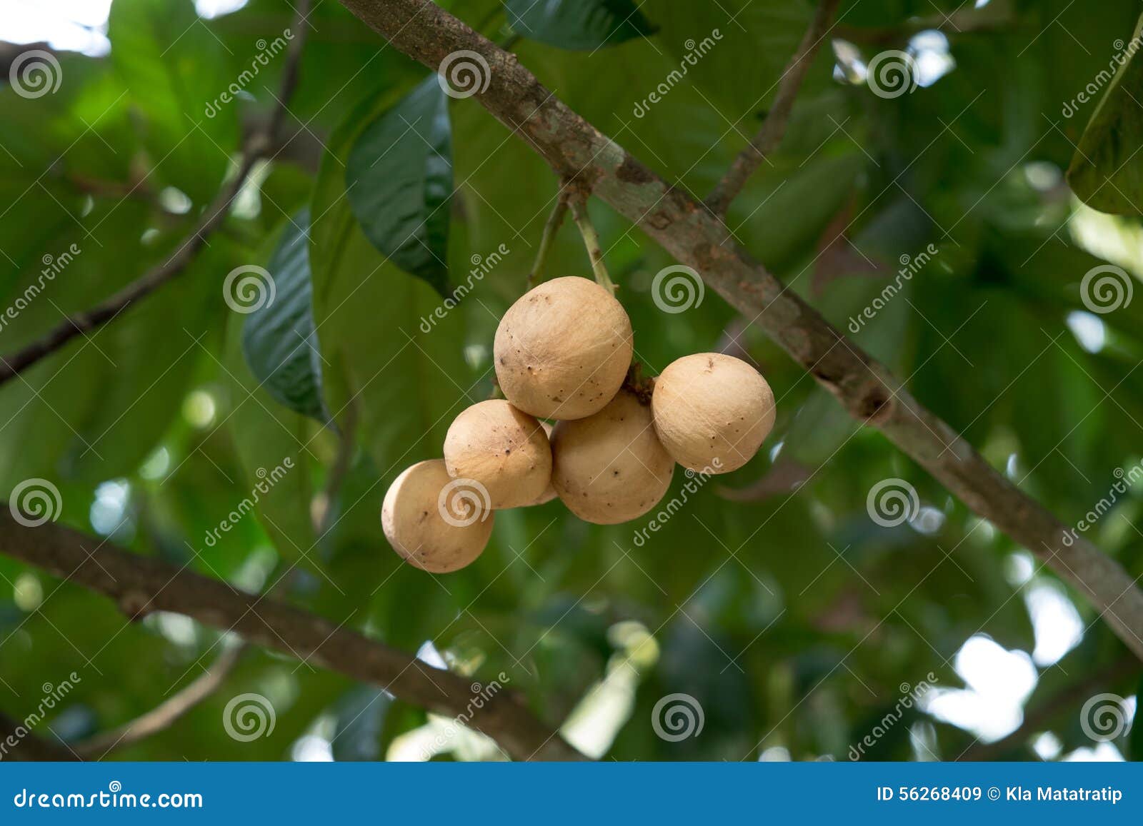 Lot of Longkong on the Tree - Thai Fruit Stock Image - Image of food ...