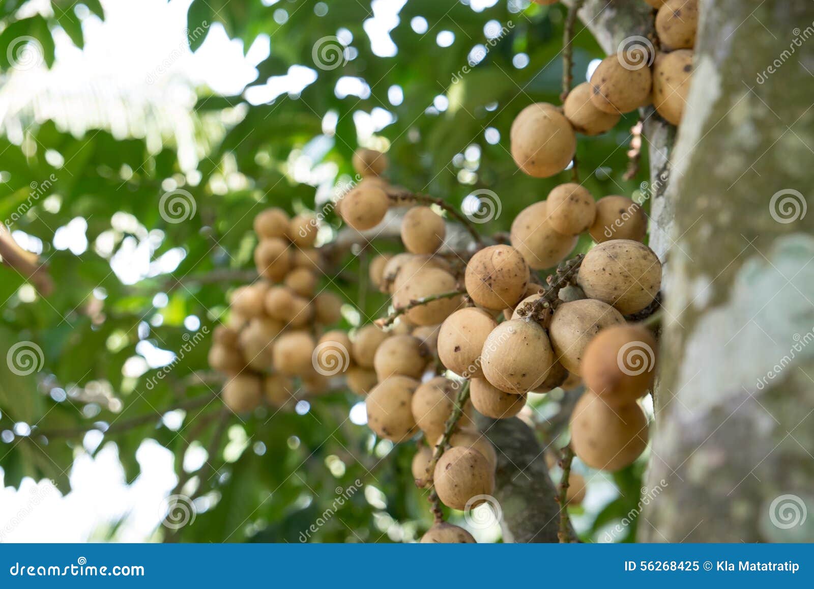 Lot of Longkong on the Tree - Thai Fruit Stock Image - Image of langsat ...
