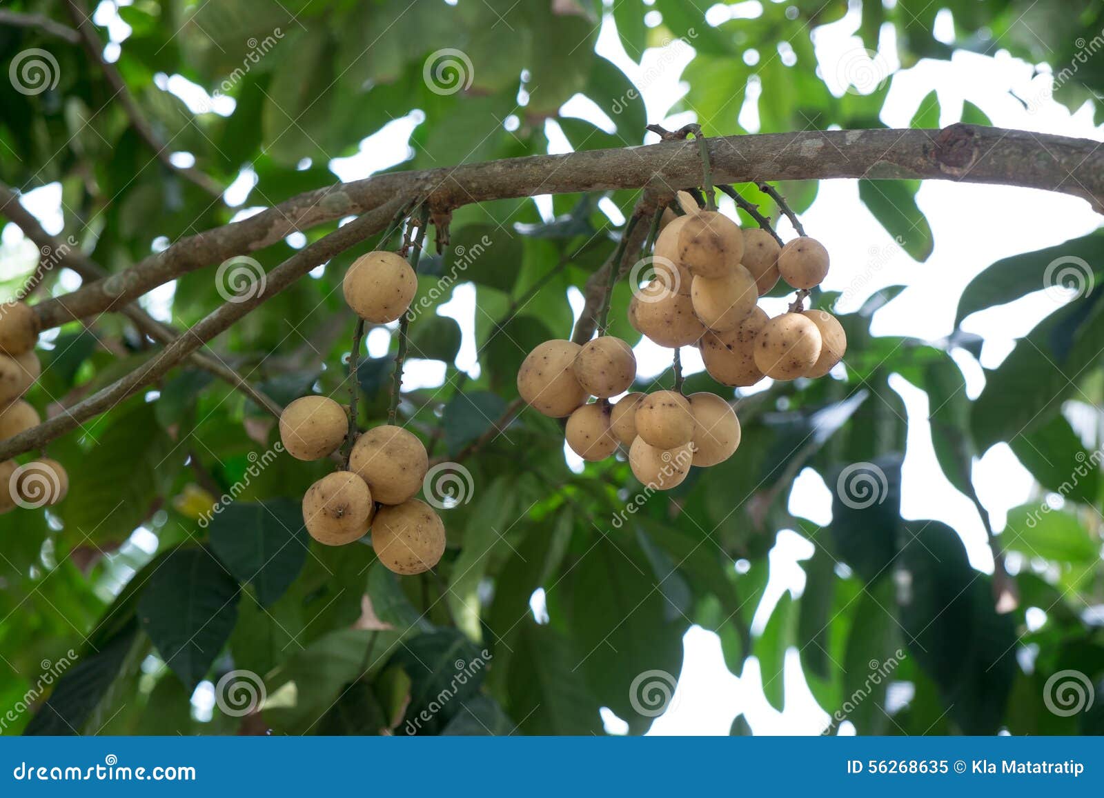 Lot of Longkong on the Tree - Thai Fruit Stock Image - Image of langsat ...