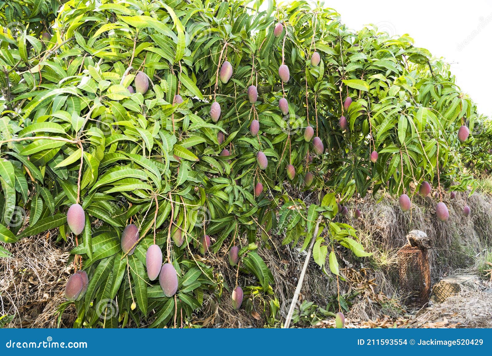 Close-up of Mango Fruits on Mango Tree in Taiwan. Stock Photo - Image ...