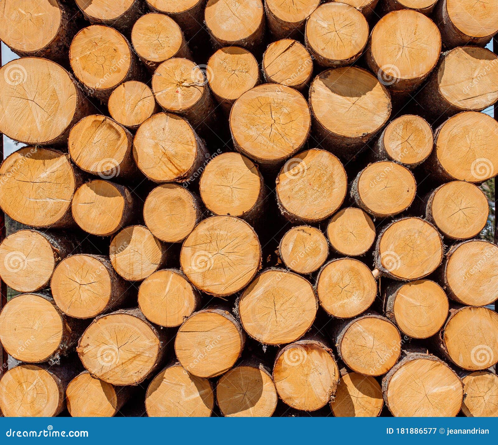 Lot of Many Wood Trunk Oak Trees Round Teak Log Cut Section Stumps ...