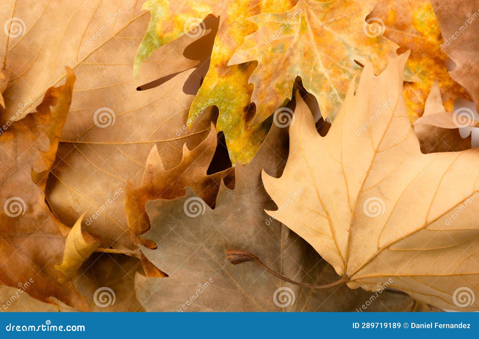 A Lot of Maple Leaf Set Background Stock Image - Image of composition ...