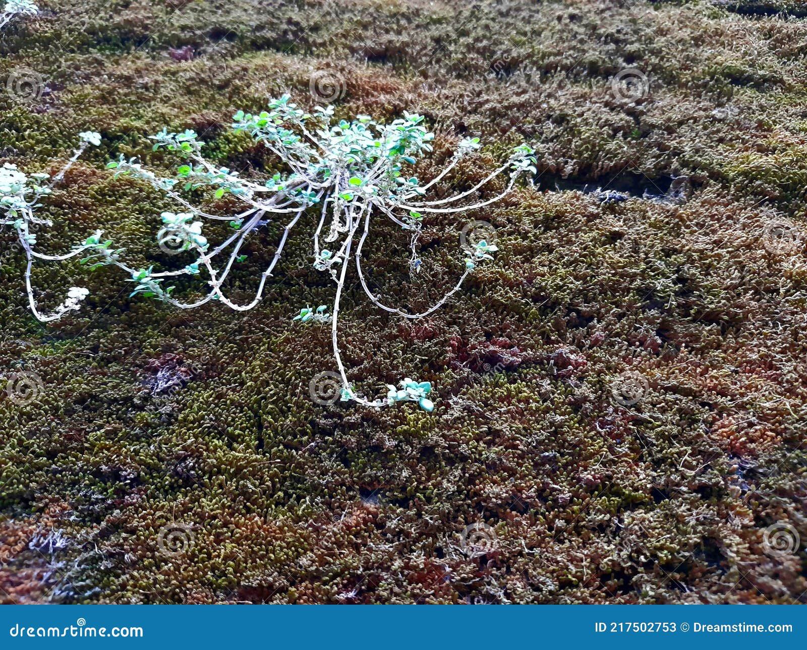 A Lot of Moss Green on the Wall Stock Image - Image of nature, flower ...