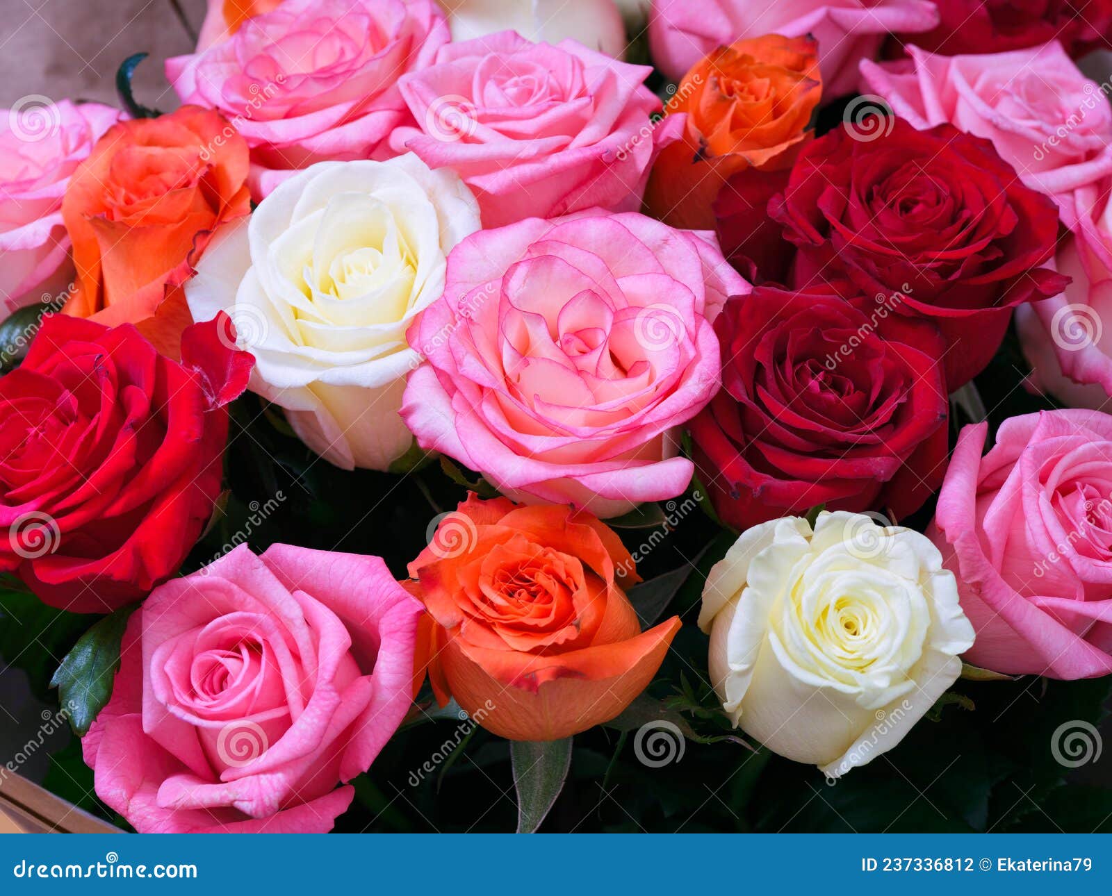 A lot of multicolour roses stock photo. Image of paper - 237336812