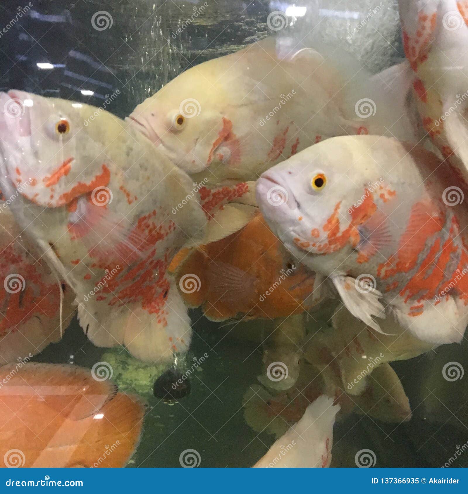 Fish crowd stock image. Image of nice, pool, crowd, fish - 137366935