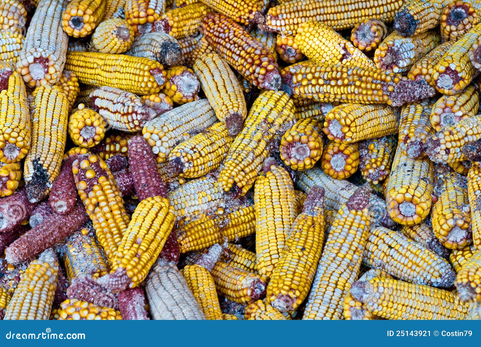 A lot of old corn, maize. stock image. Image of seed - 25143921