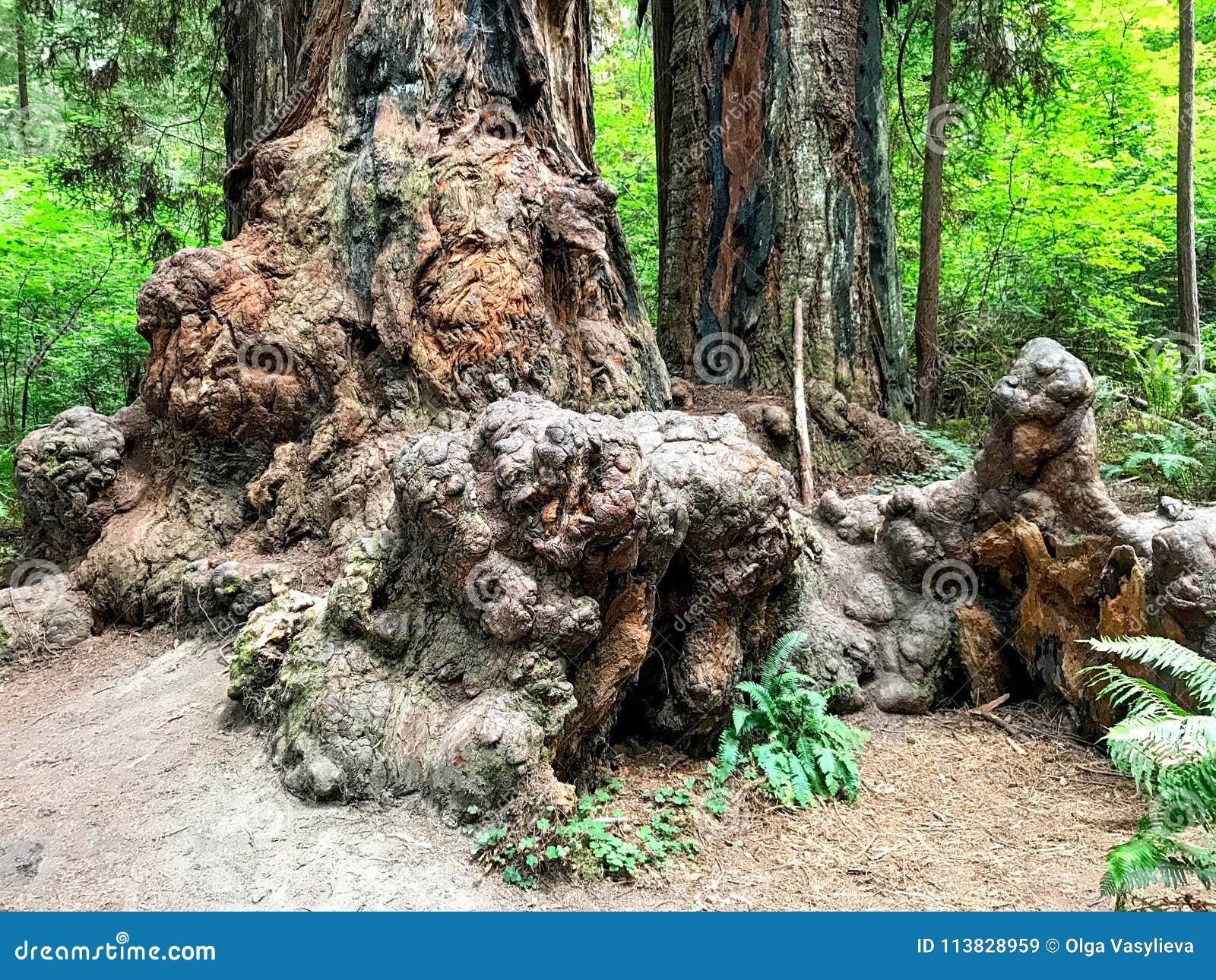 A Lot of Outgrowth on a Tree Stock Image - Image of outgrowth, nature ...