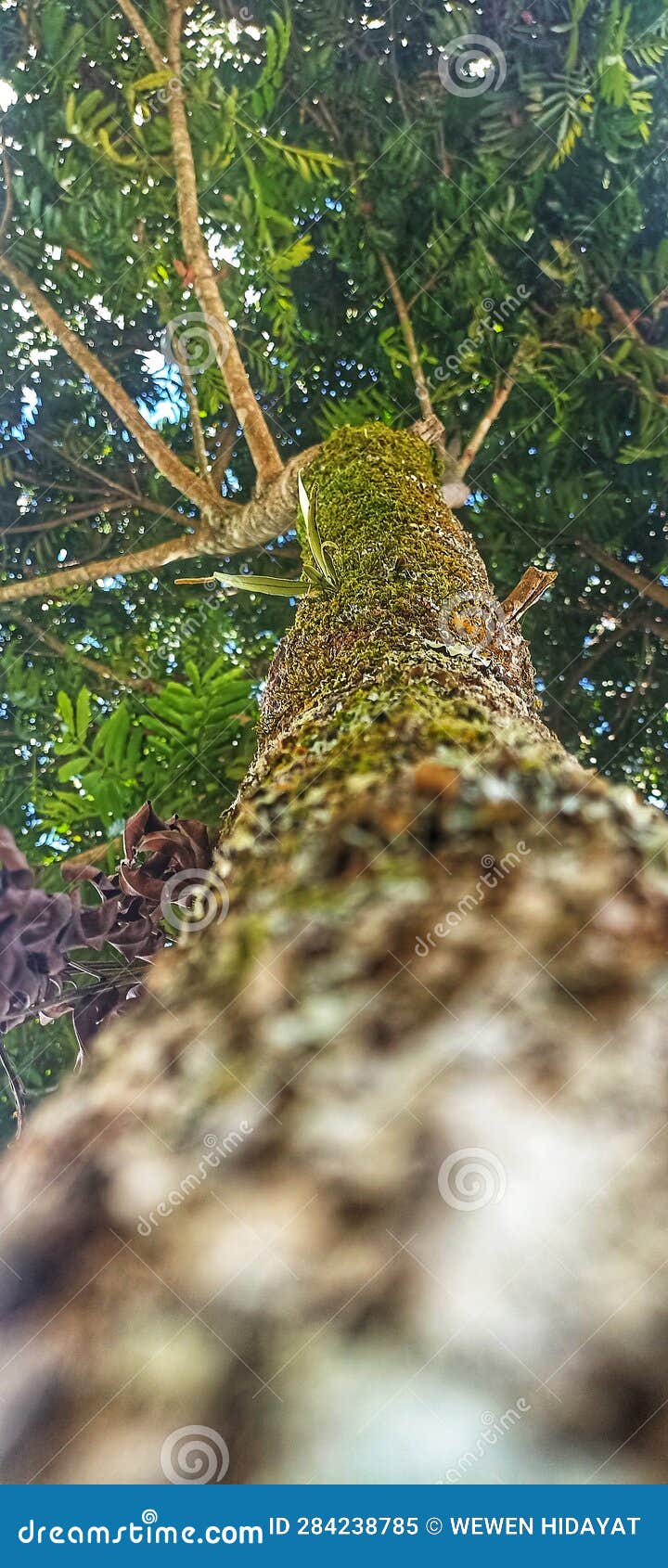 A Lot of Parasites Live in Trees for Long Time Stock Image - Image of ...