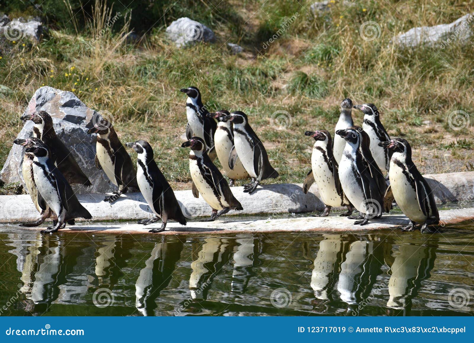 A Lot of Penguins are Standing on the Shore of a Lake Stock Image ...