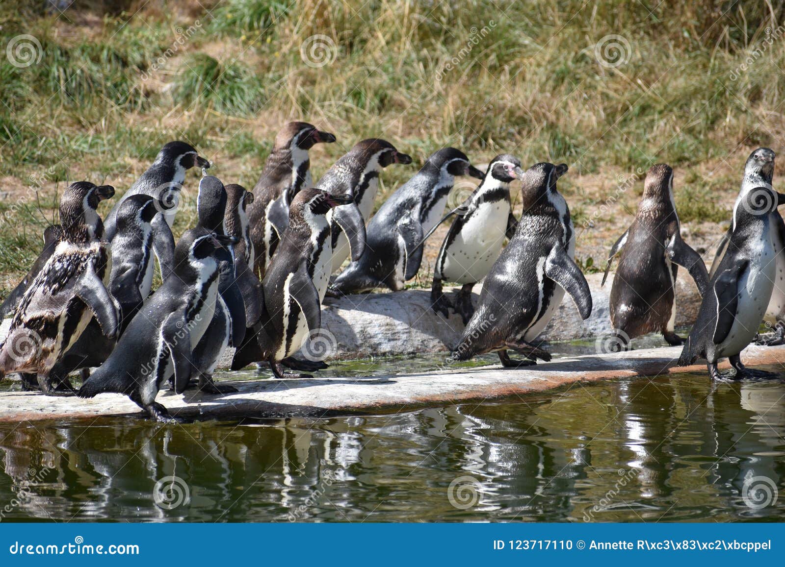 A Lot of Penguins are Standing on the Shore of a Lake Stock Photo ...