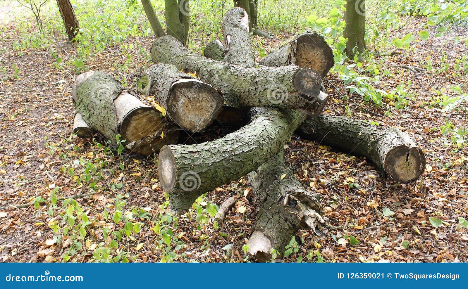 A lot of pieces of tree. stock image. Image of park - 126359021