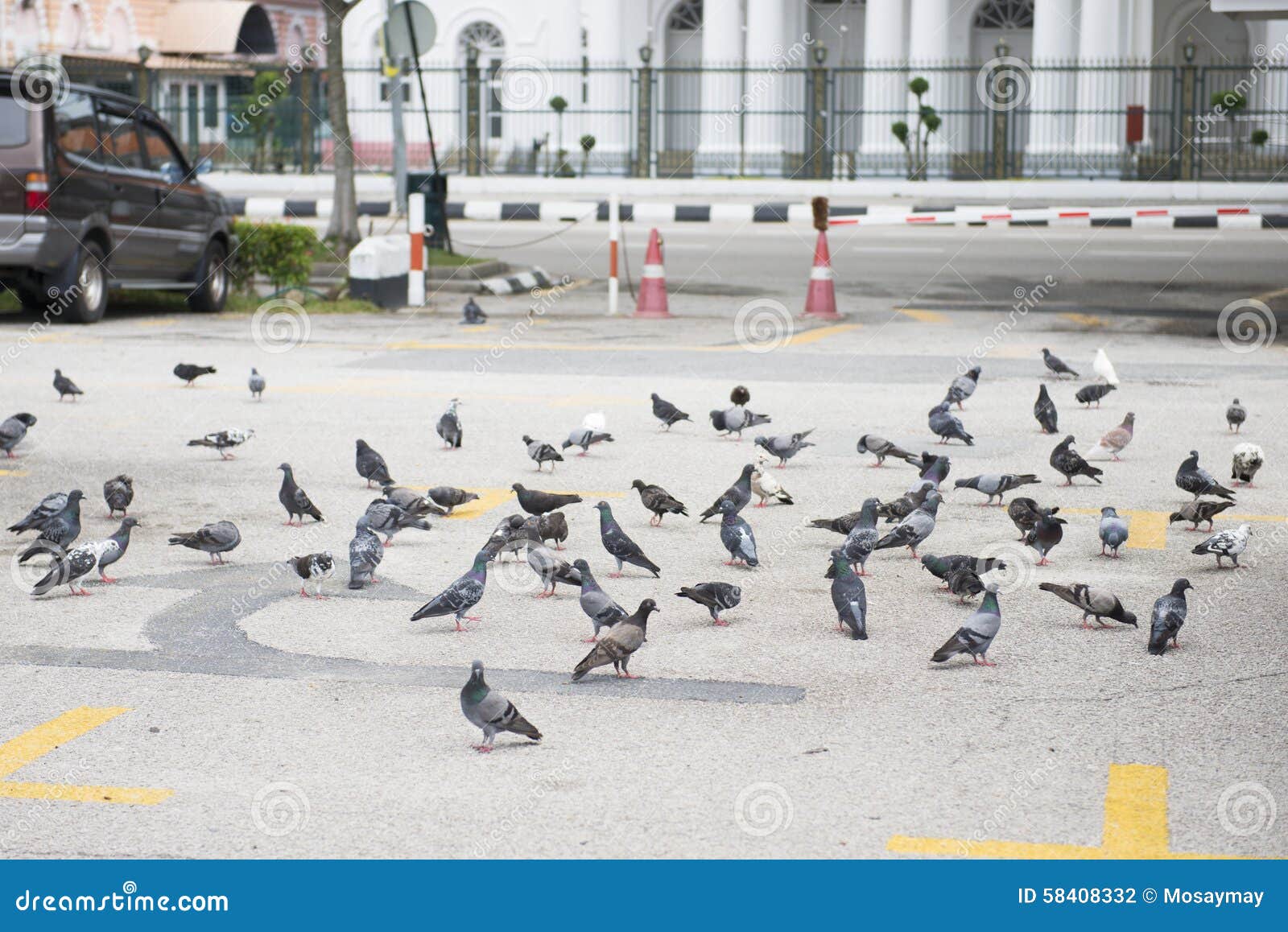 A Lot of Pigeon at the Parking Car Stock Photo - Image of life, park ...