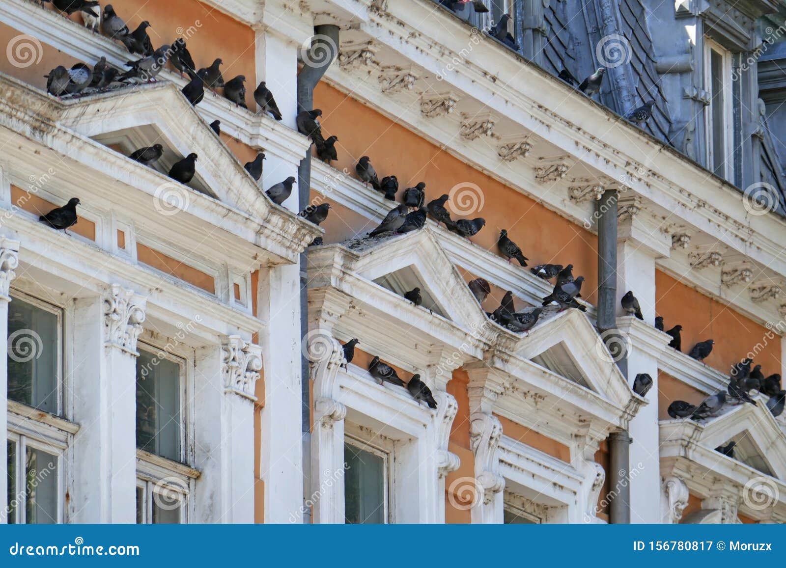 Pigeons Resting on Historic Building Stock Image - Image of used ...