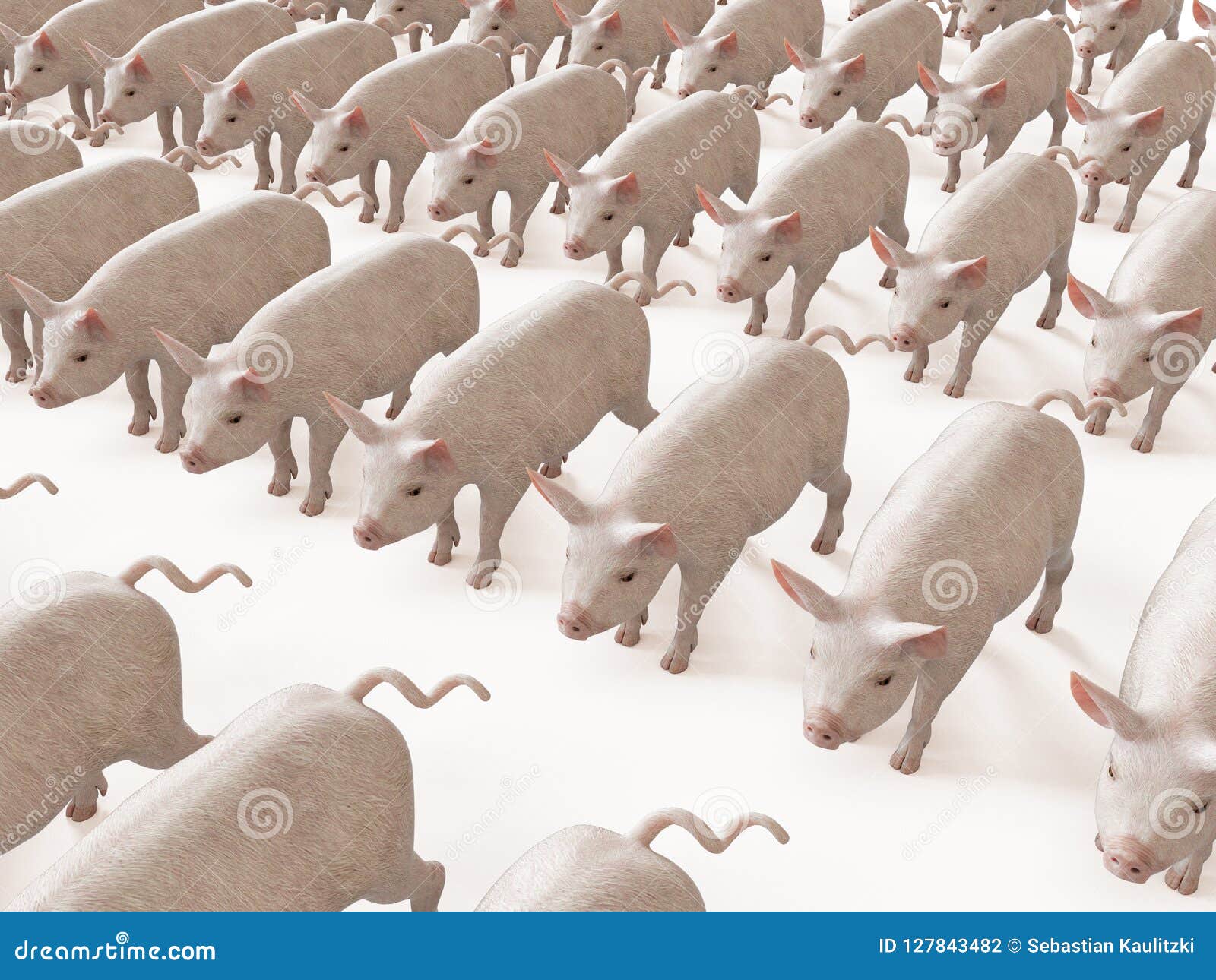 A lot of pigs stock illustration. Illustration of meat - 127843482