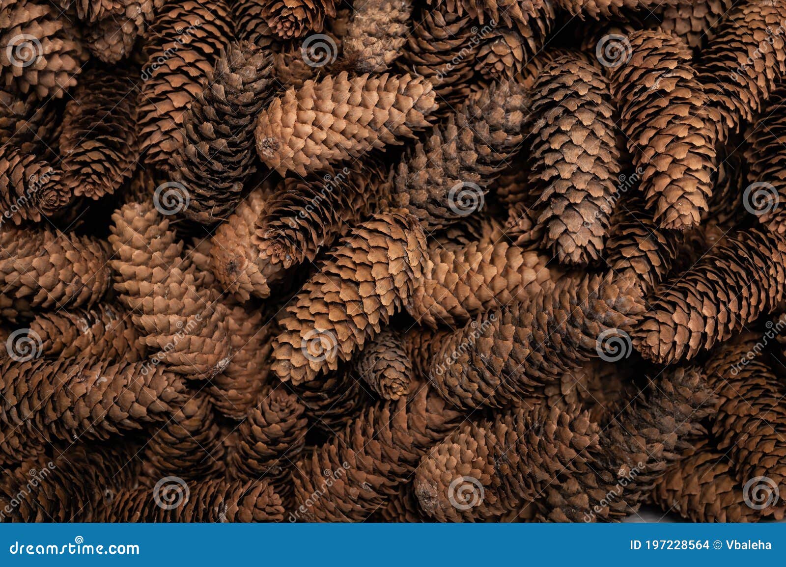Lot of Pine Cones on the Ground Stock Photo - Image of botany, design: 197228564