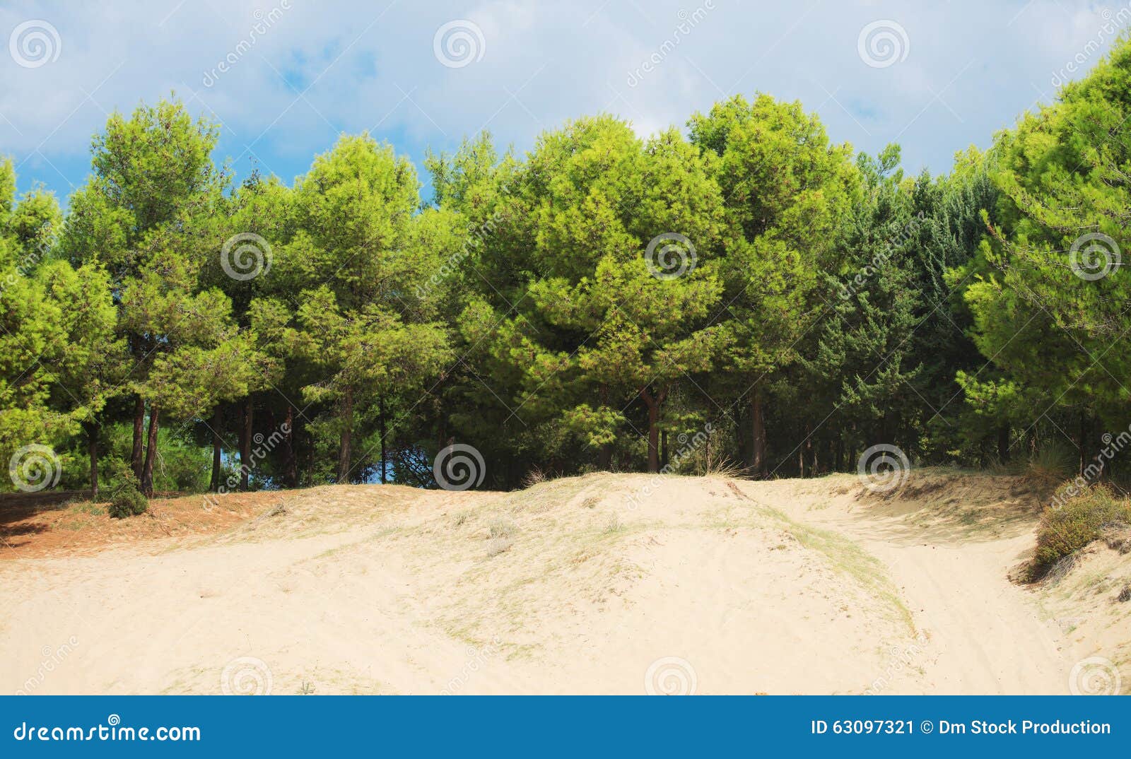 Lot of pine trees. stock image. Image of pine, coniferous - 63097321