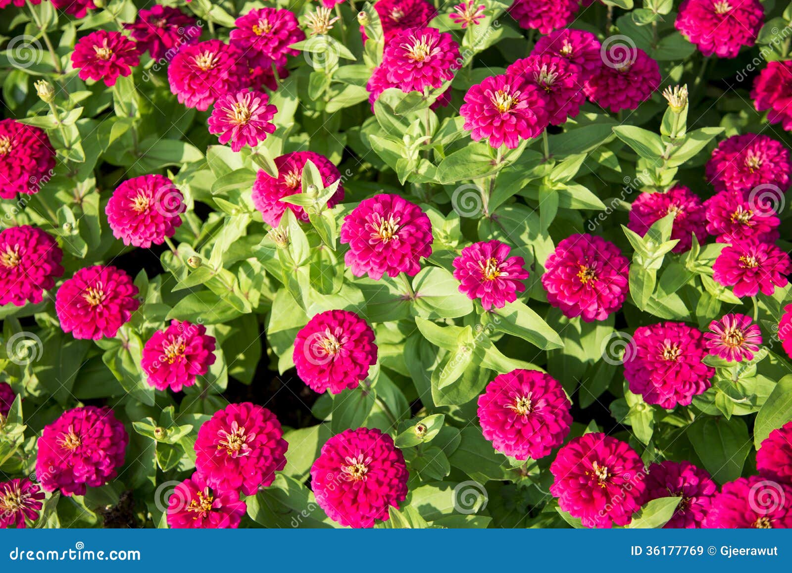 A Lot of Pink Gerbera Flower in the Garden4 Stock Image - Image of ...