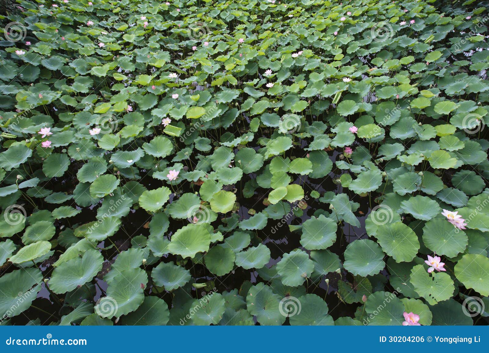 Many Lotus in Water Pool stock photo. Image of asia, pink - 30204206