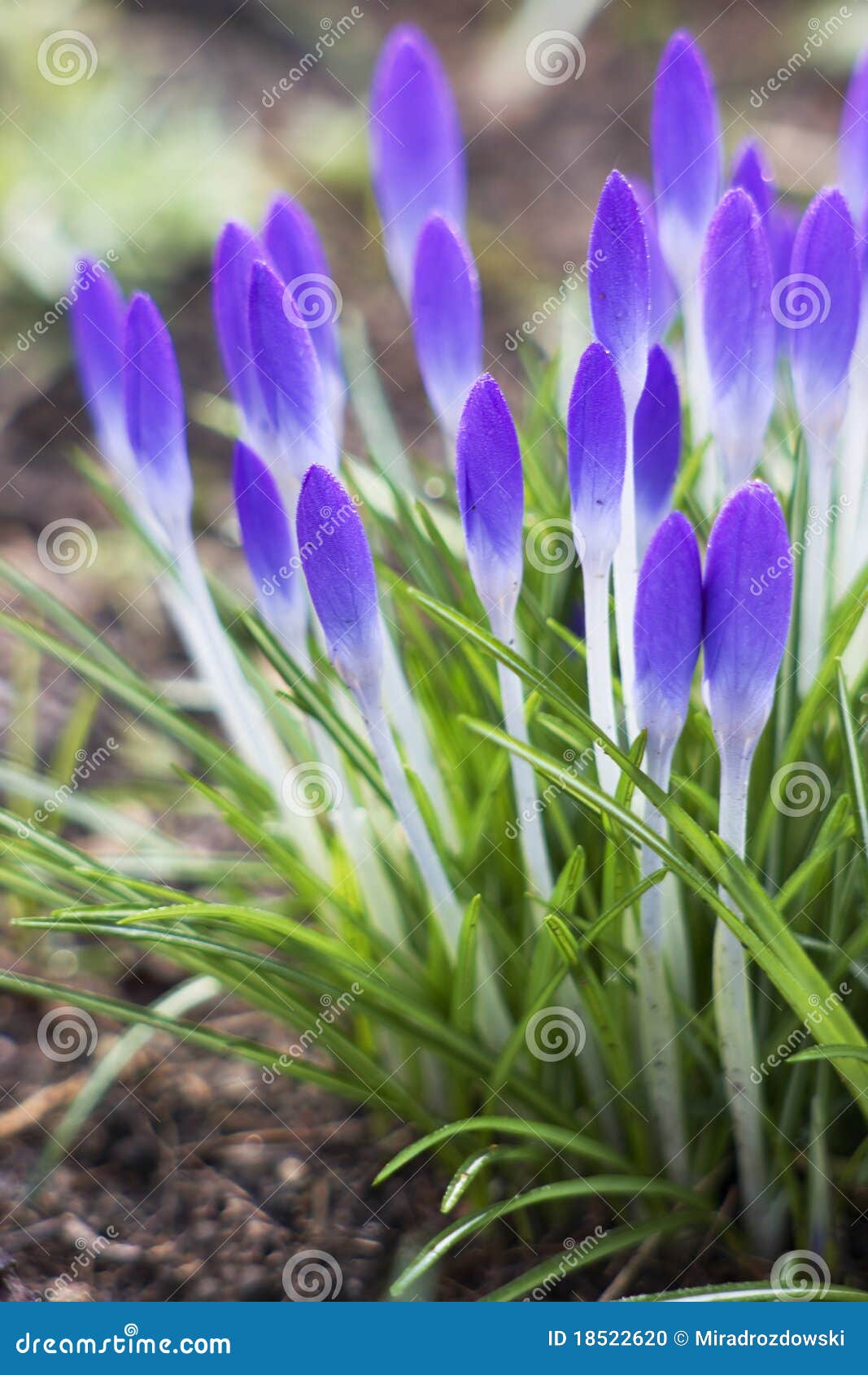 Lot of Purple Crocus Flowers Stock Photo - Image of nature, crocus ...