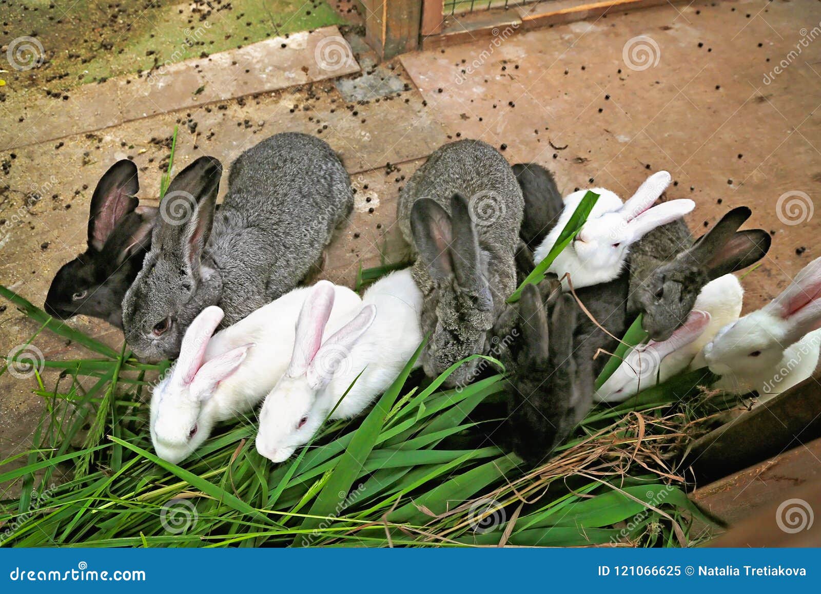 A Lot of Rabbits in the Paddock Eating Grass Stock Image - Image of ...