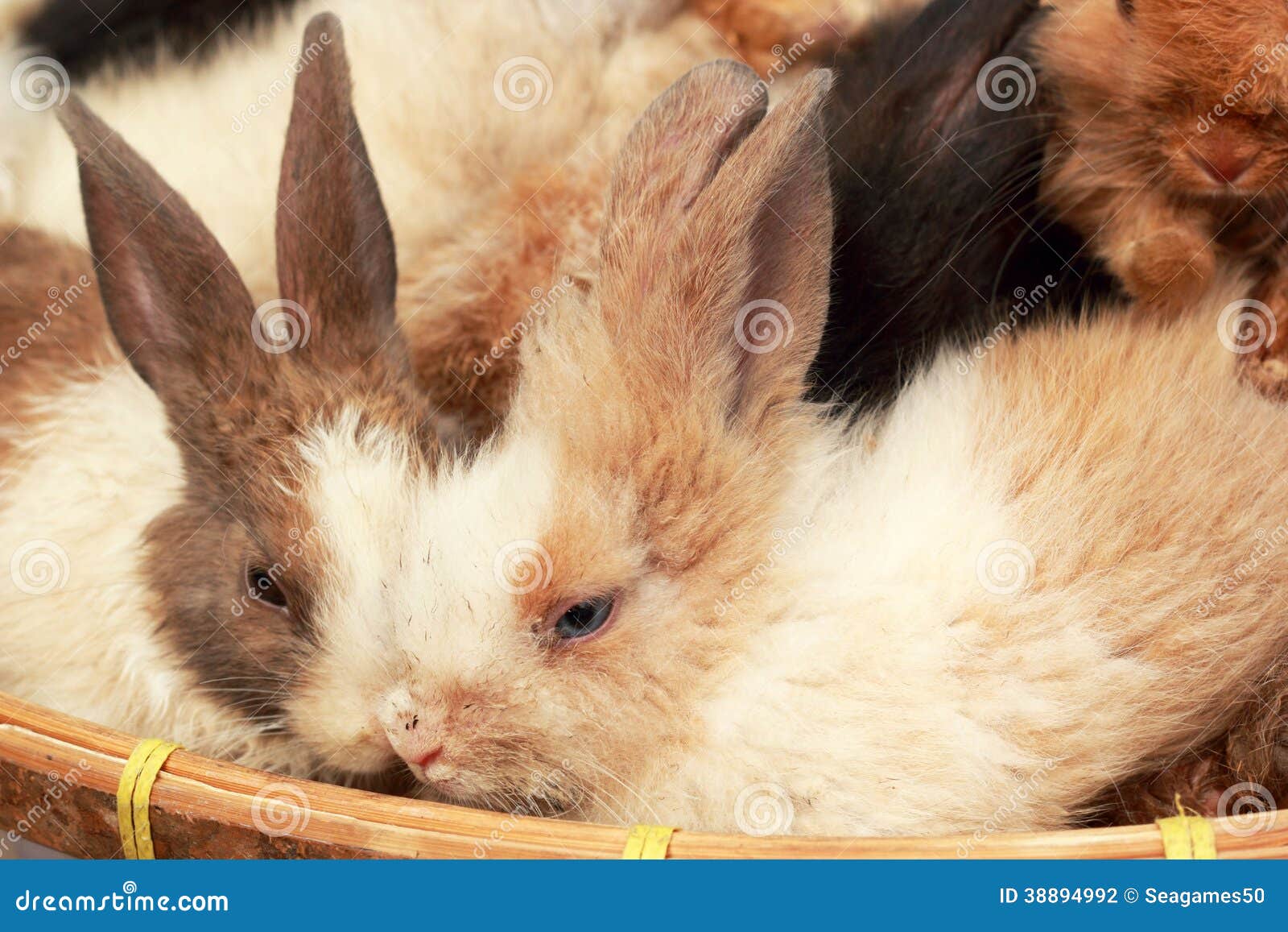 A lot rabbits for sale stock photo. Image of hare, rabbit - 38894992