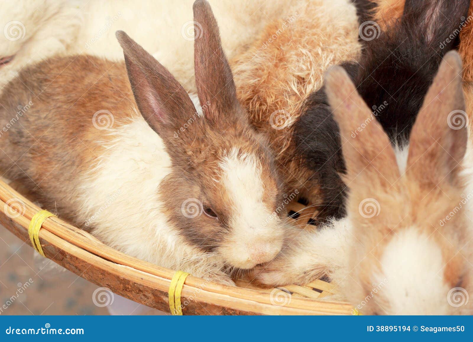 A lot rabbits for sale stock photo. Image of spring, angora - 38895194