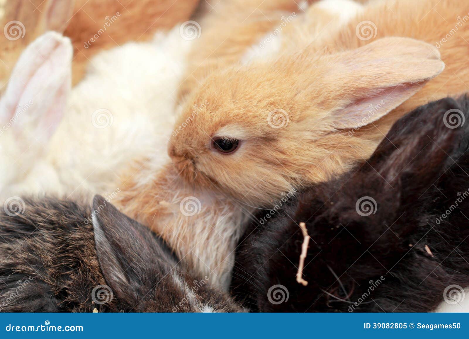 A lot rabbits for sale stock image. Image of females - 39082805