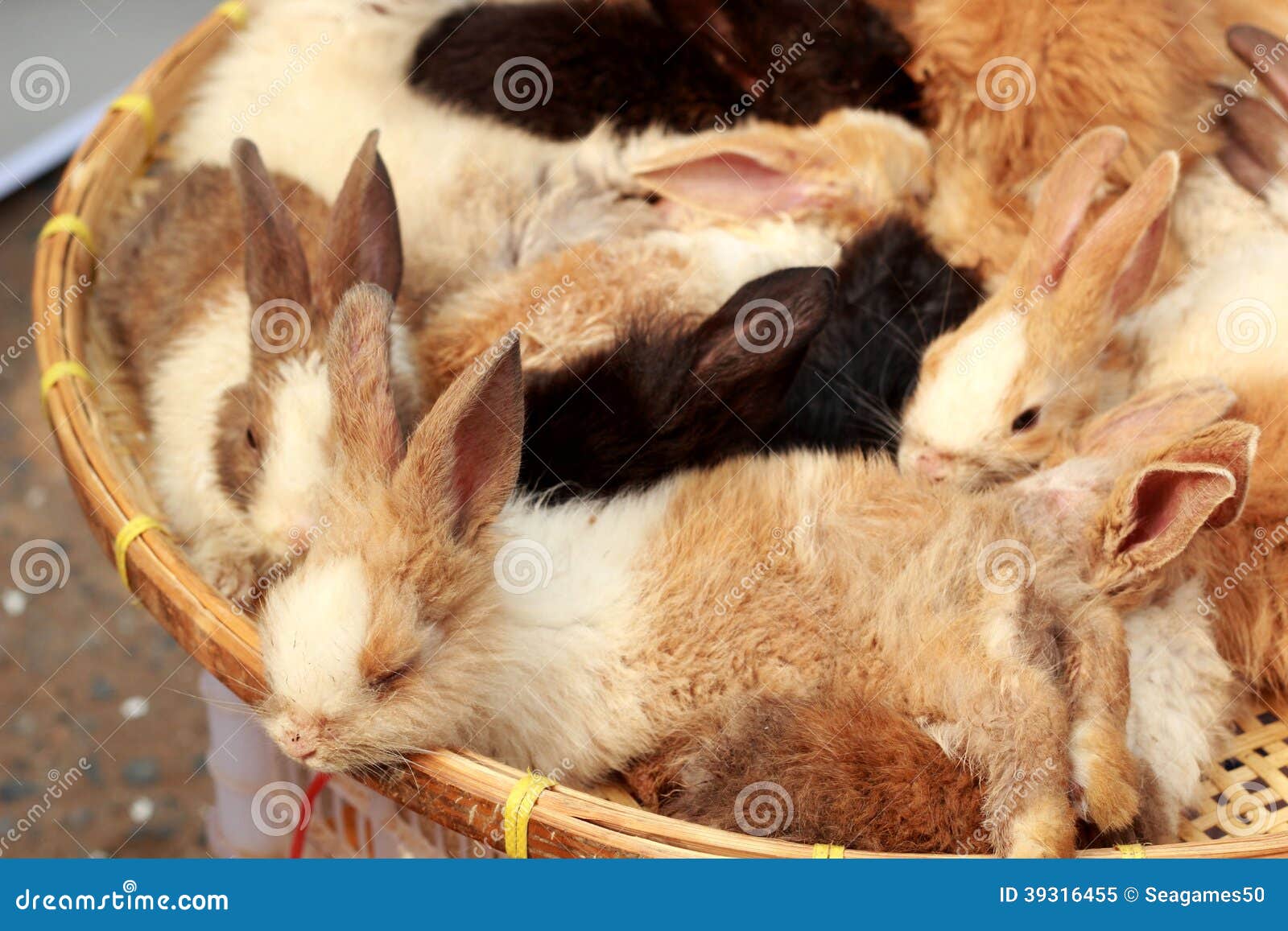 A lot rabbits for sale stock image. Image of hair, gray - 39316455