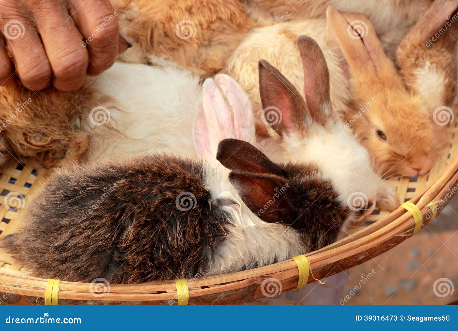 A lot rabbits for sale stock image. Image of animal, soft - 39316473
