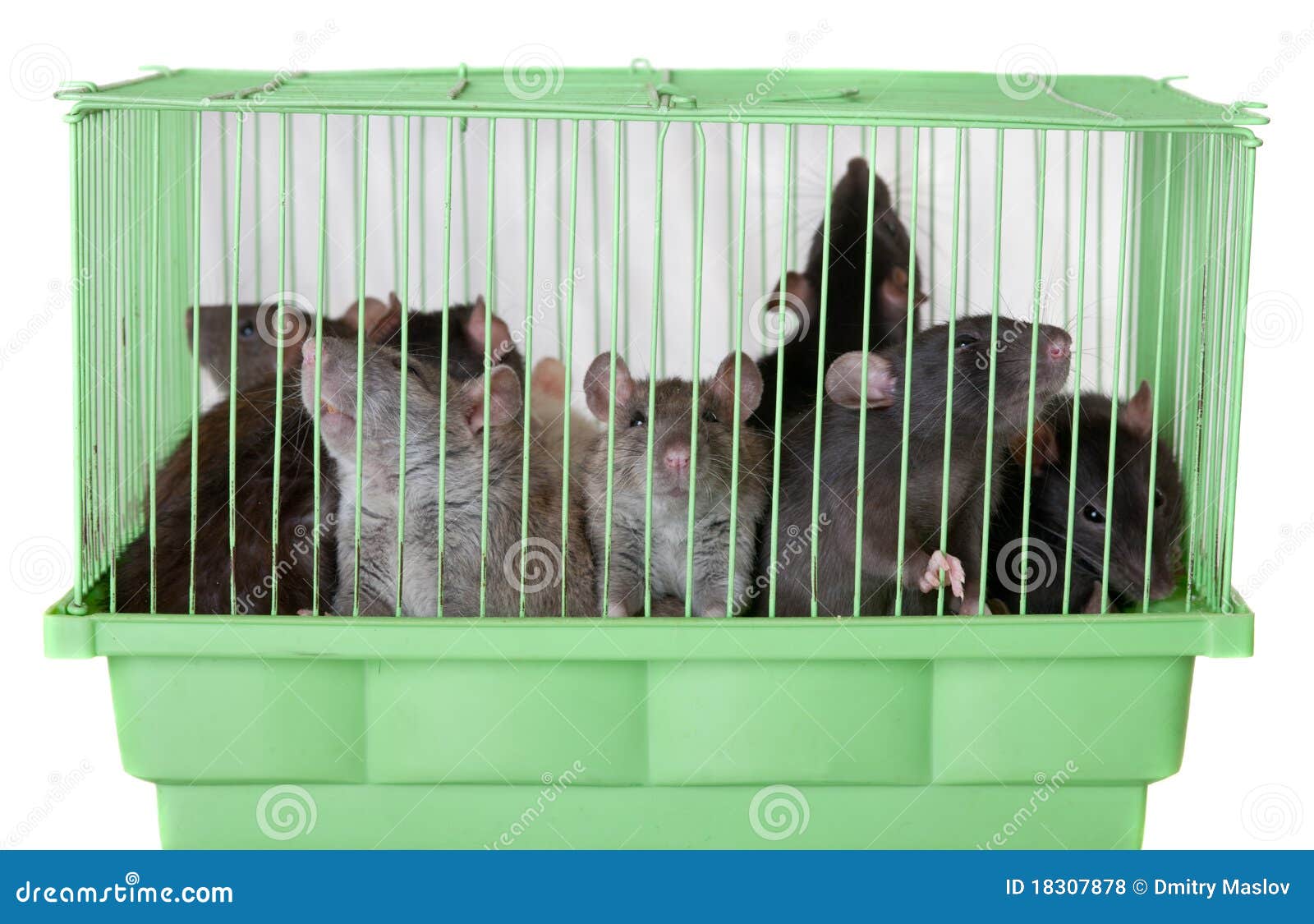 Lot of rats stock photo. Image of macro, beauty, rodent - 18307878