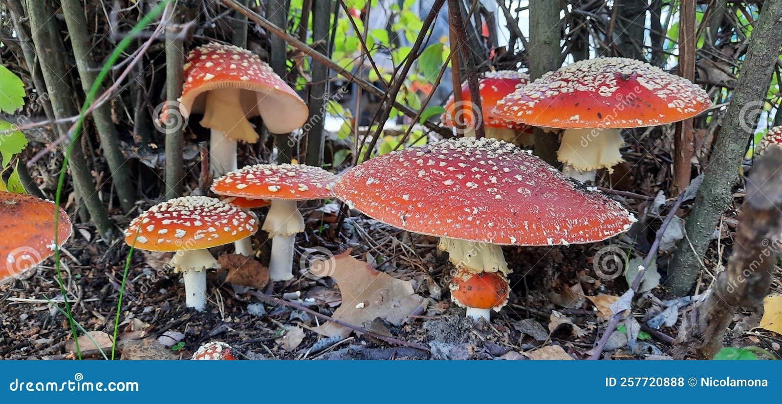 Red Toadstools with White Dots Stock Photo - Image of quail, toadstools ...