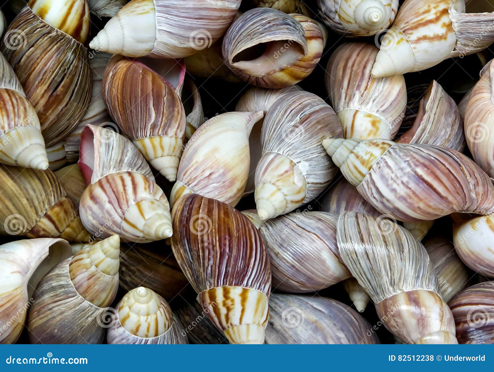 Round Shells On A Uniform Background. Snails For Design Stock Photo ...