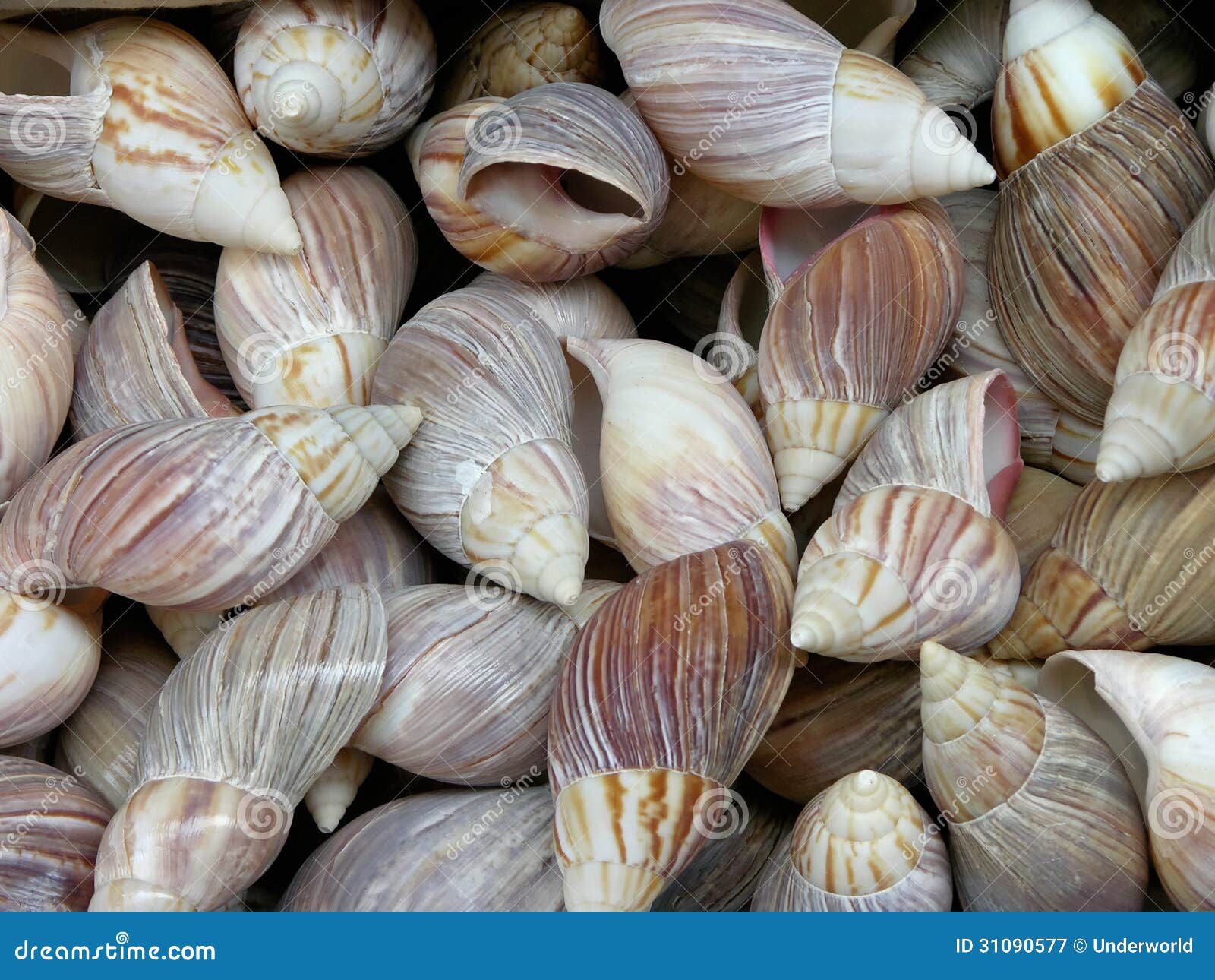 Lot of round Shells stock image. Image of sand, animal - 31090577