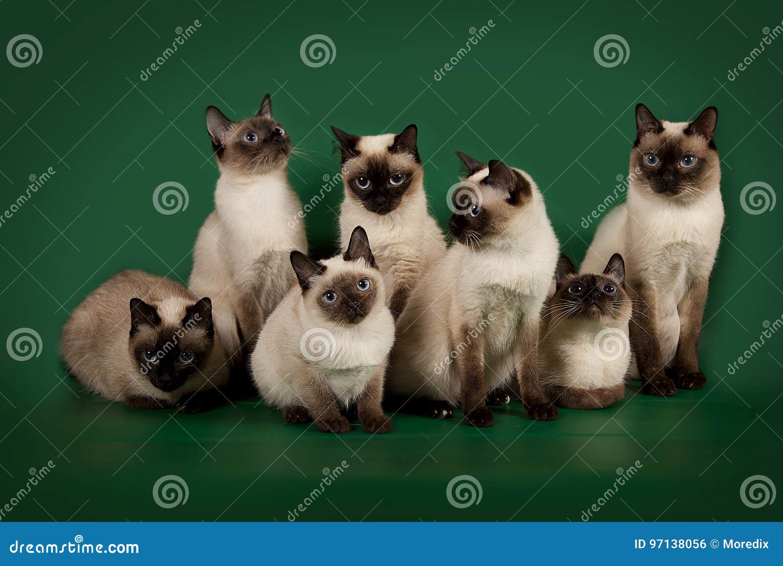 A Lot of the Same Cats are Posing on a Green Studio Background. Stock ...